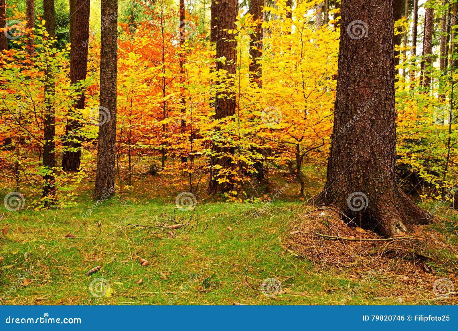 Fall beech tree forest stock photo. Image of sunshine - 79820746