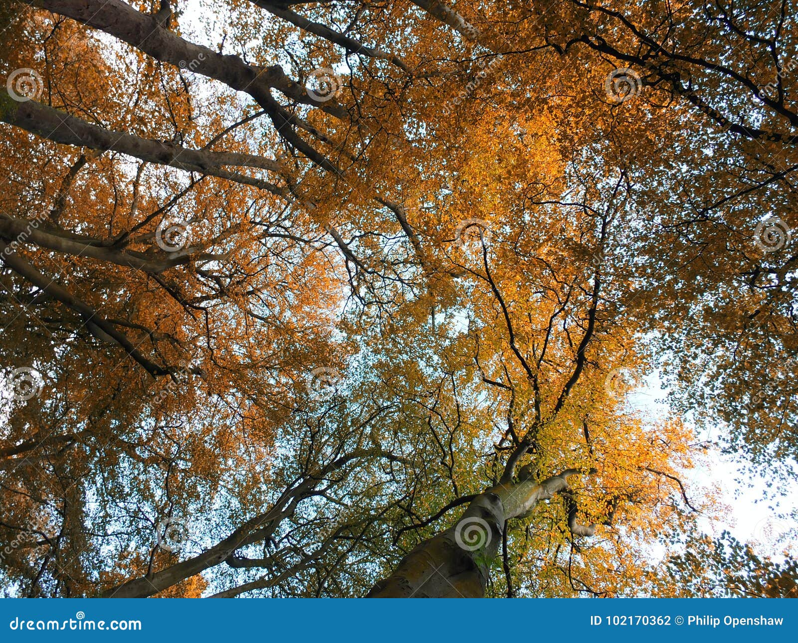 Fall Beech Trees in Beautiful Autumn Colors Looking Upwards Stock Photo ...