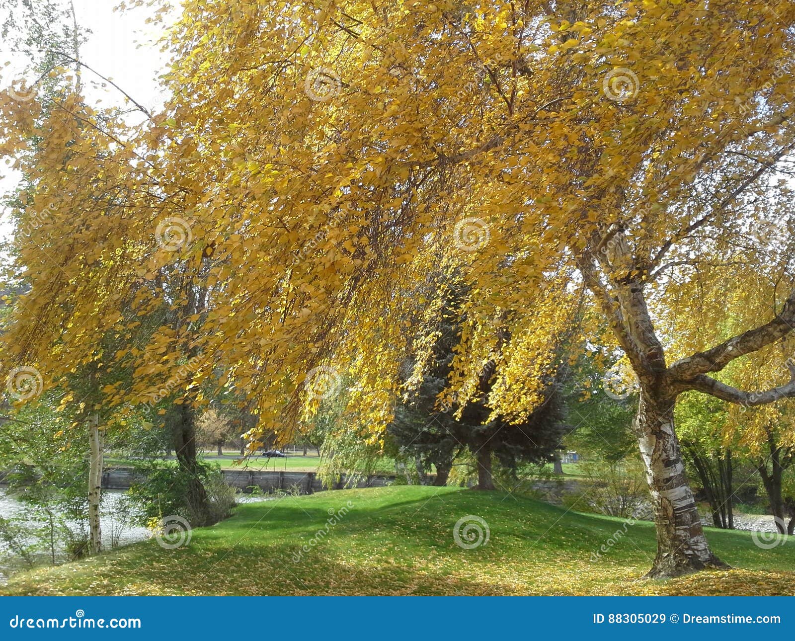 Fall Beginning stock image. Image of park, grove, leaf - 88305029