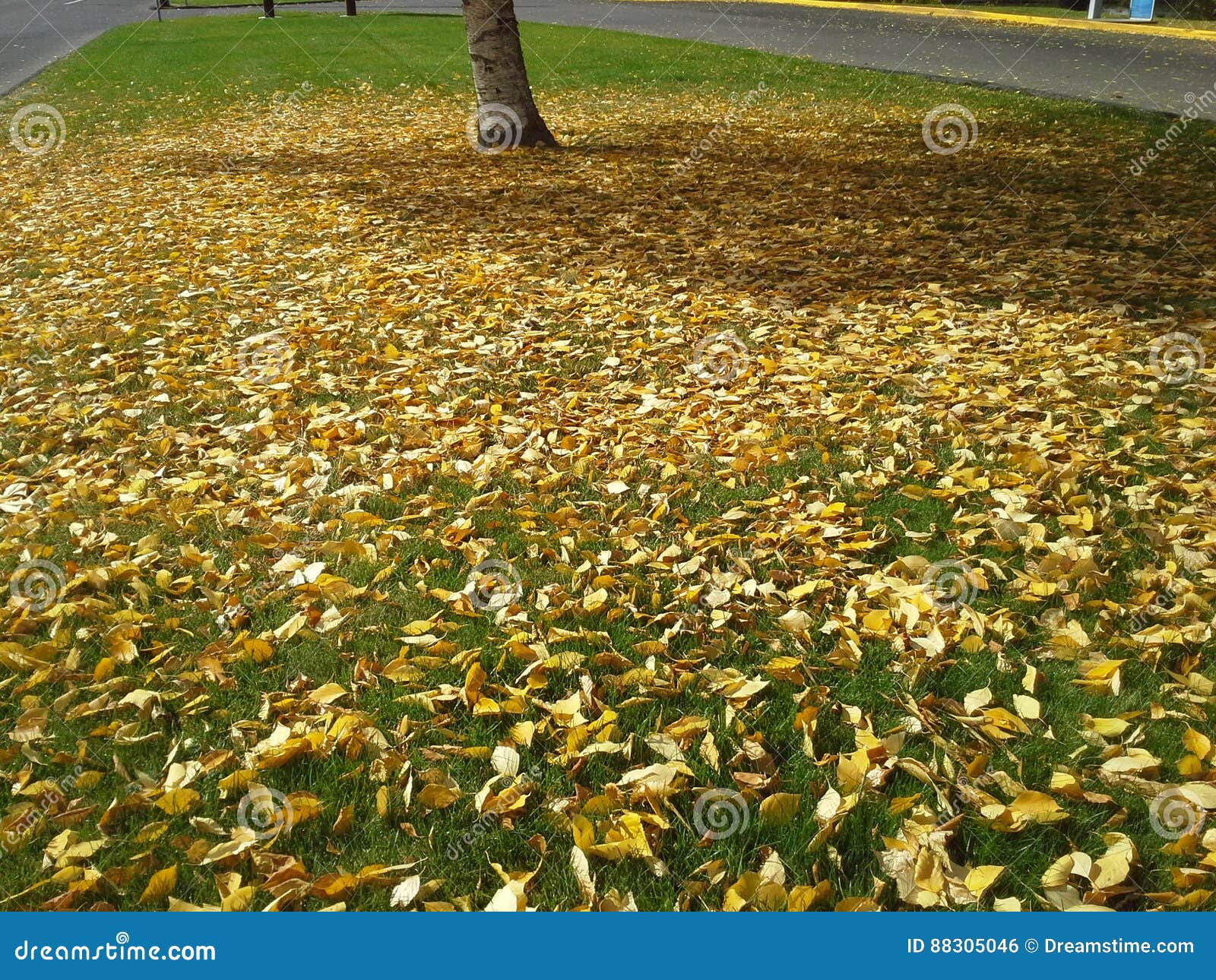 Fall Beginning stock photo. Image of deciduous, leaf - 88305046