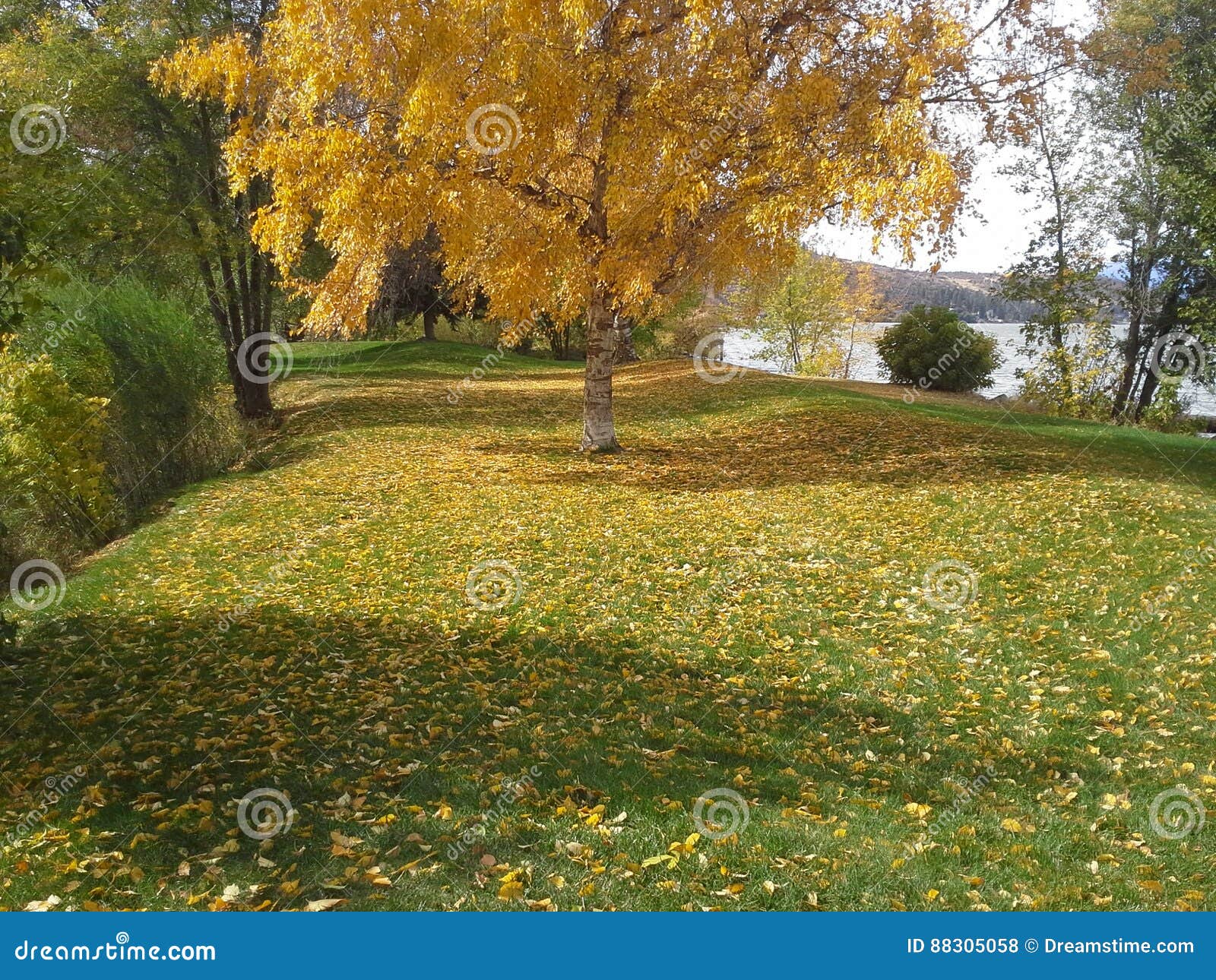 Fall Beginning stock photo. Image of leaf, garden, meadow - 88305058
