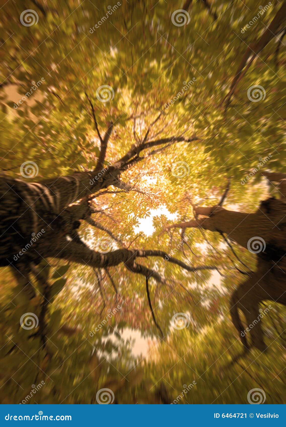 Fall... from below stock image. Image of full, angle, perspective - 6464721