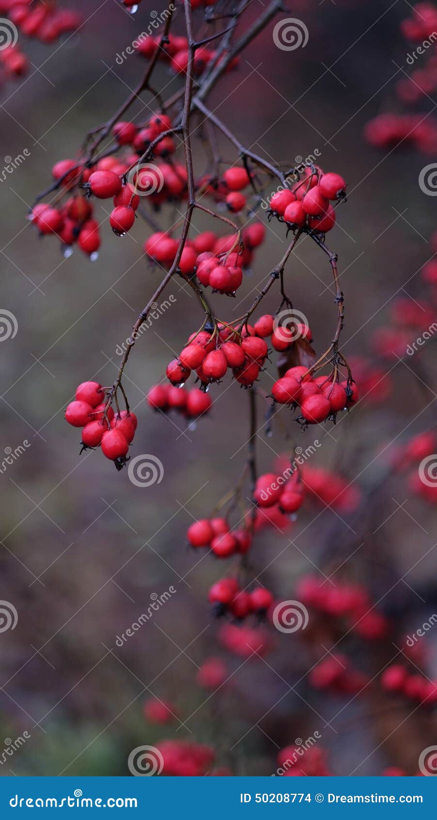 The fall berries stock photo. Image of fall, berries - 50208774