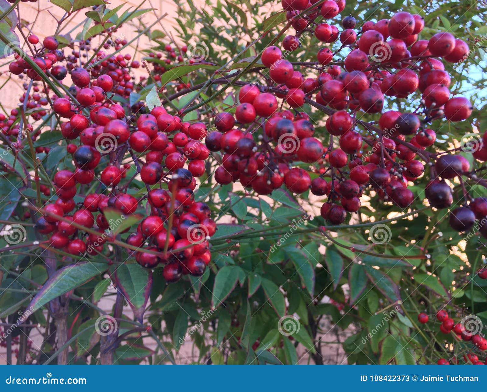 Red berries on a tree stock image. Image of autumn, background - 108422373
