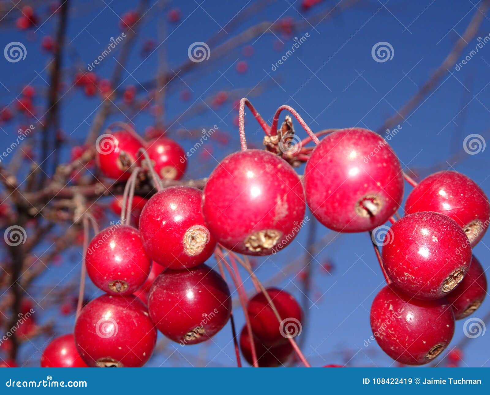 Red berries on a tree stock image. Image of fruit, chip - 108422419