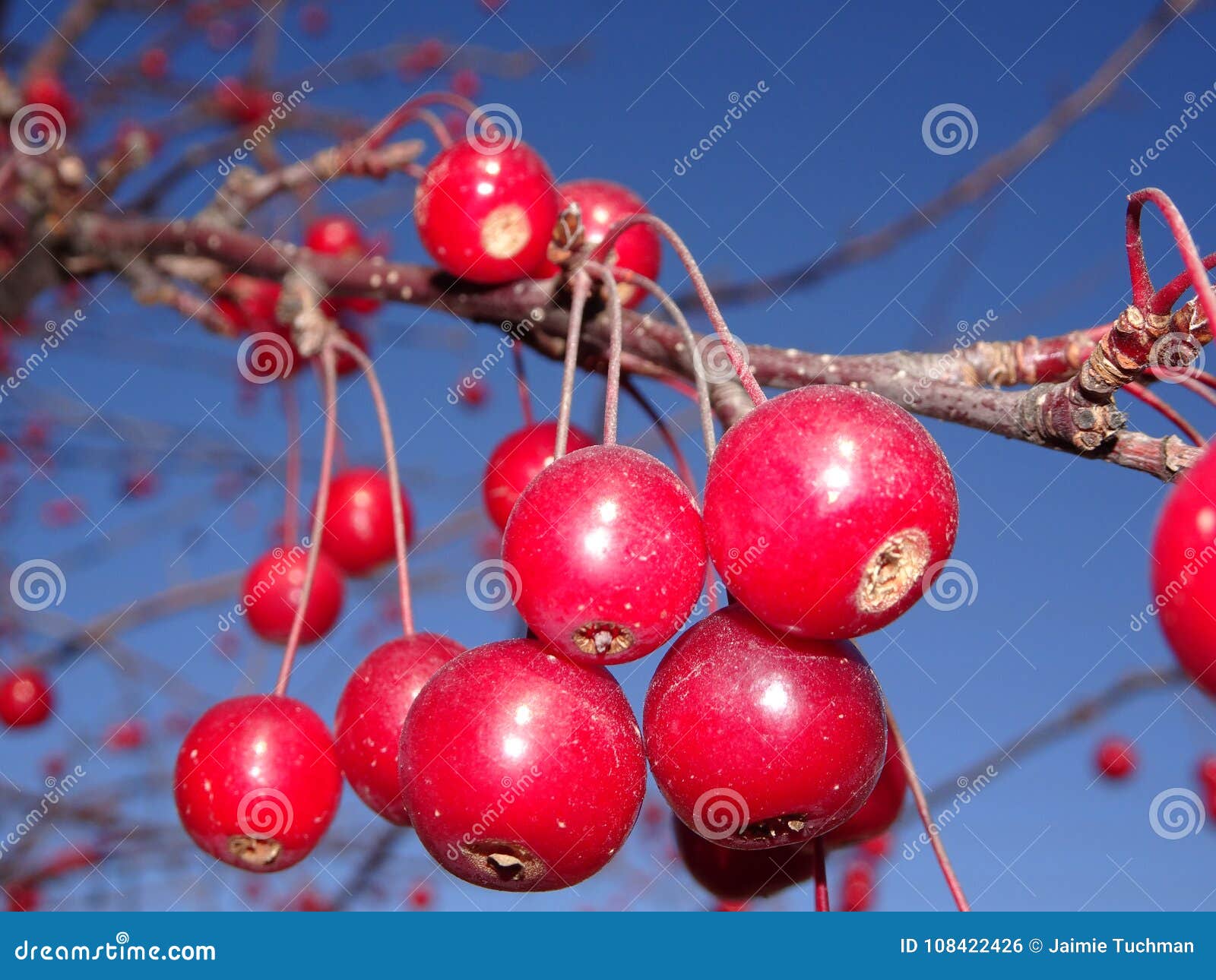 Red berries on a tree stock photo. Image of chip, cohosh - 108422426