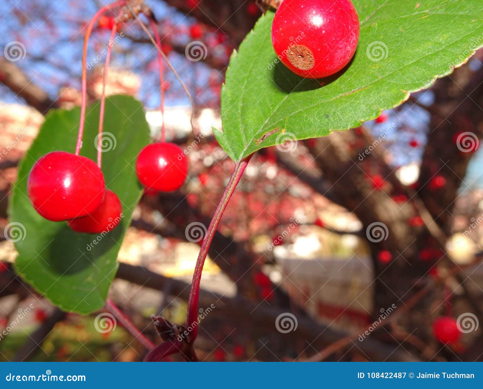 Red berries on a tree stock image. Image of cohosh, chip - 108422487