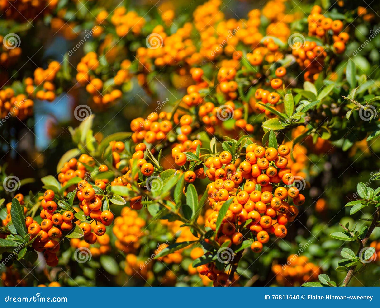 Fall Berries stock photo. Image of branches, orange, desert - 76811640