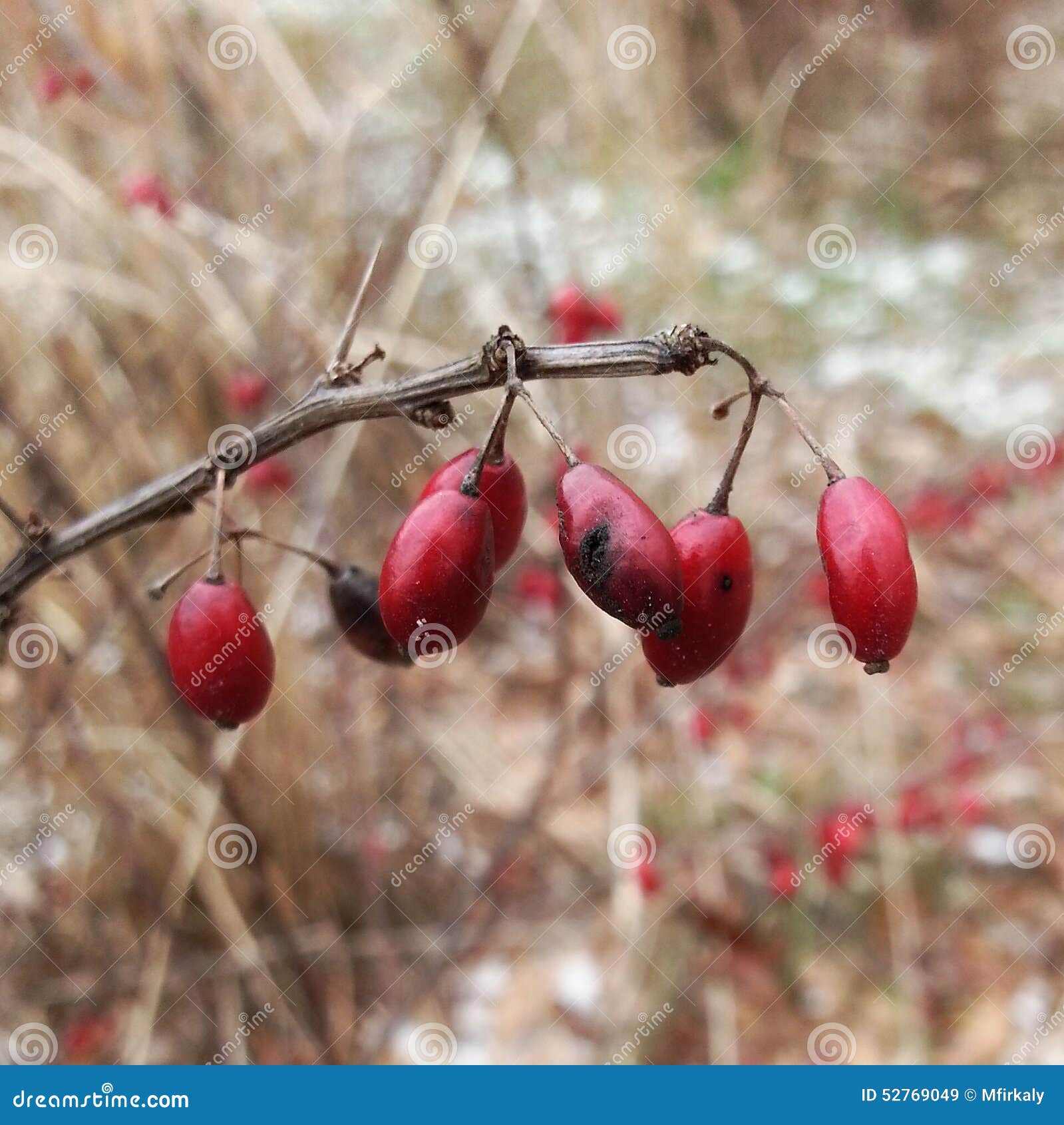 Fall berries stock image. Image of plants, fall, berries - 52769049