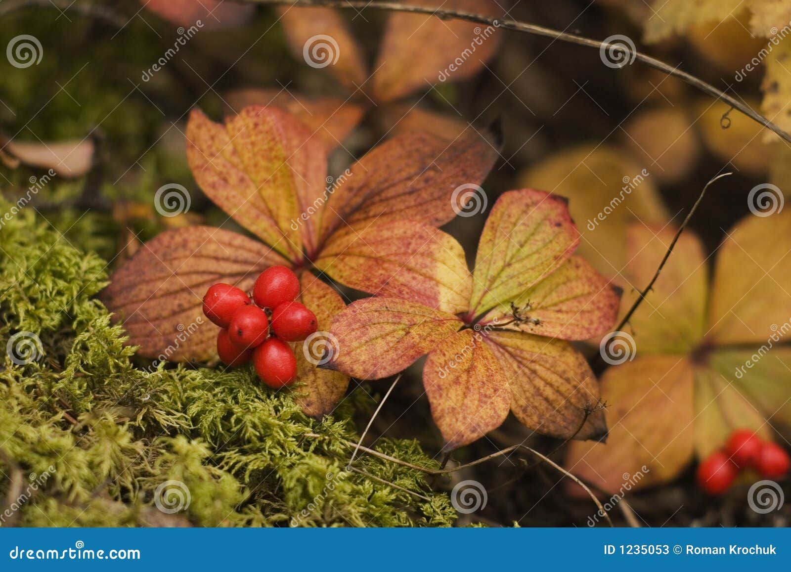 Fall berry stock image. Image of forest, autumn, fire - 1235053
