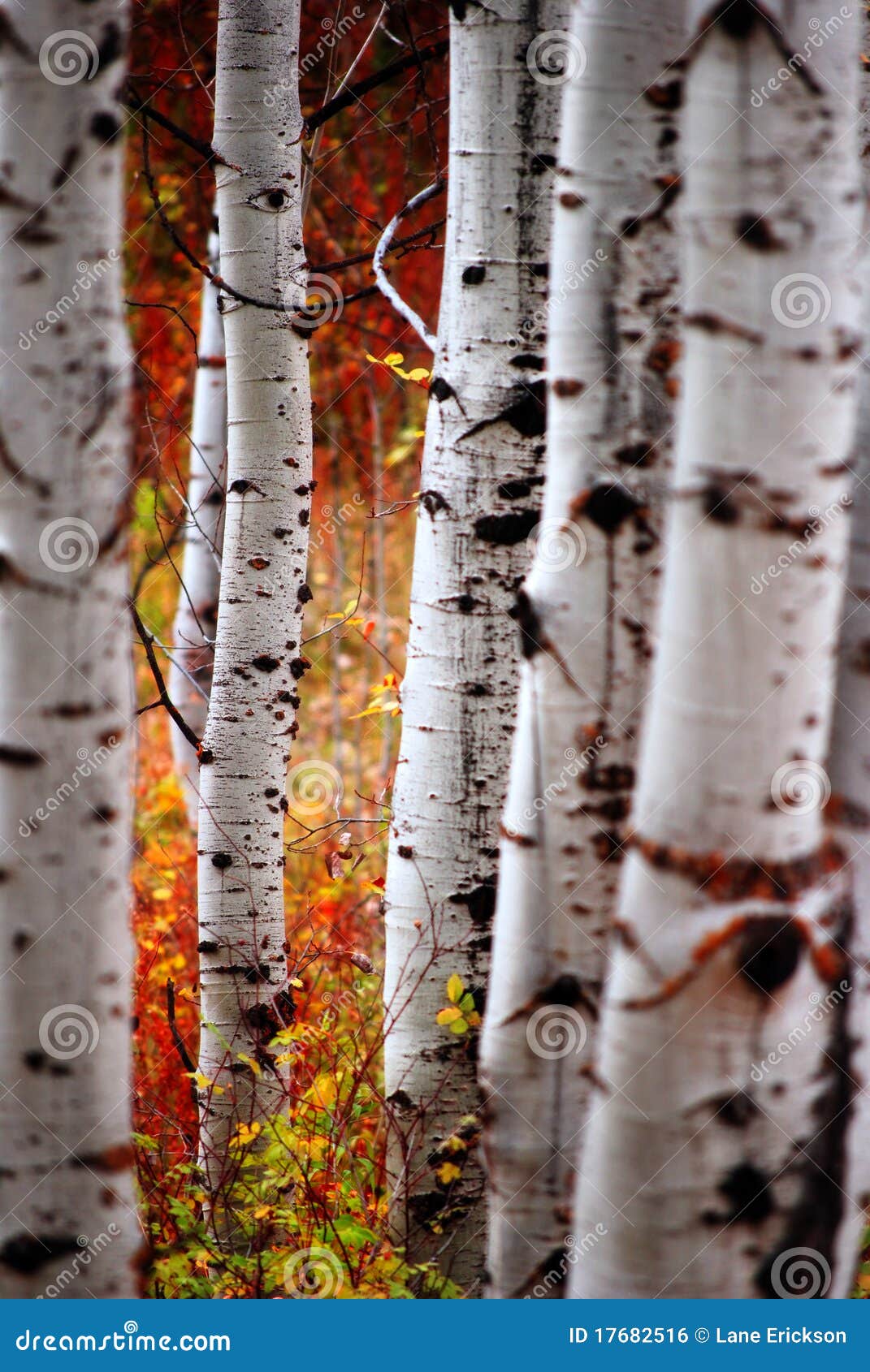 Fall Birch Leaves stock photo. Image of leaf, season - 17682516