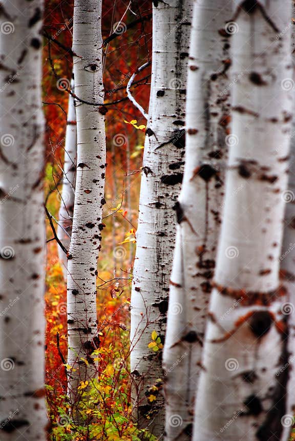 Fall Birch Leaves stock photo. Image of leaf, season - 17682516