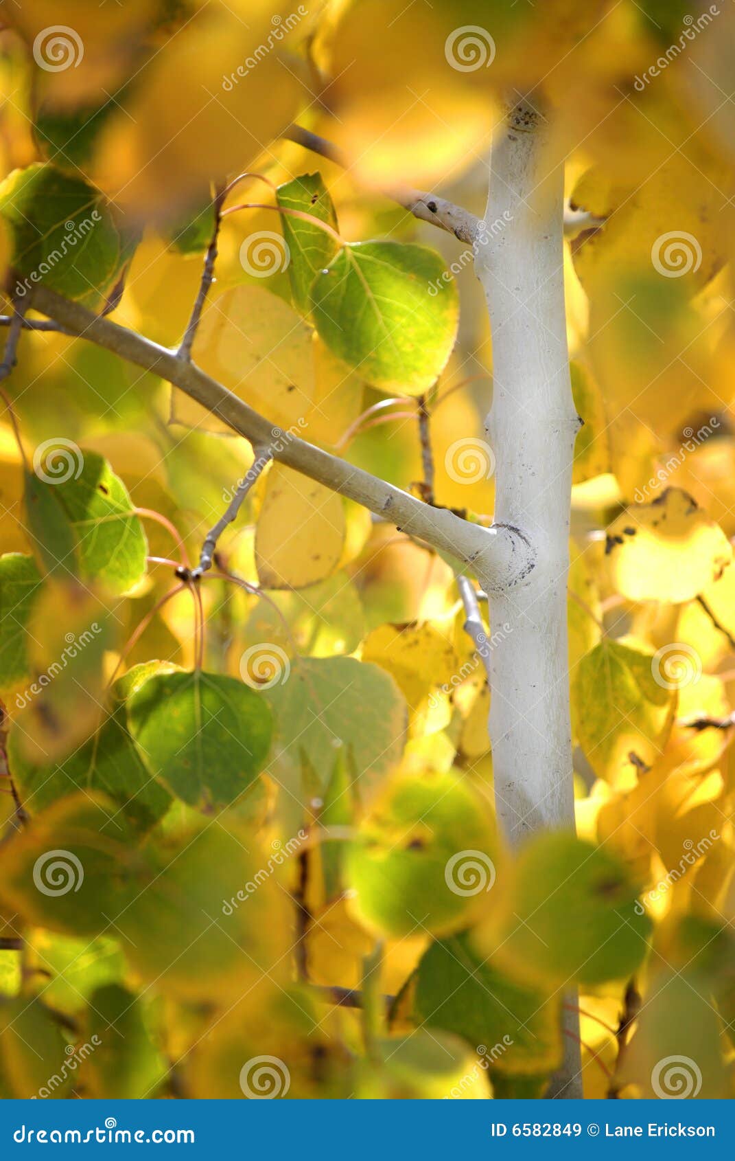 Fall Birch Leaves stock image. Image of background, tree - 6582849