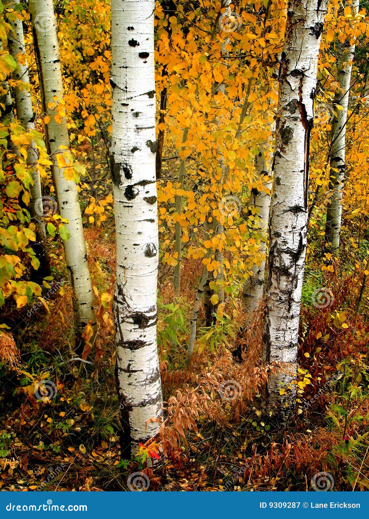 Fall Birch Leaves stock image. Image of tree, closeup - 9309287