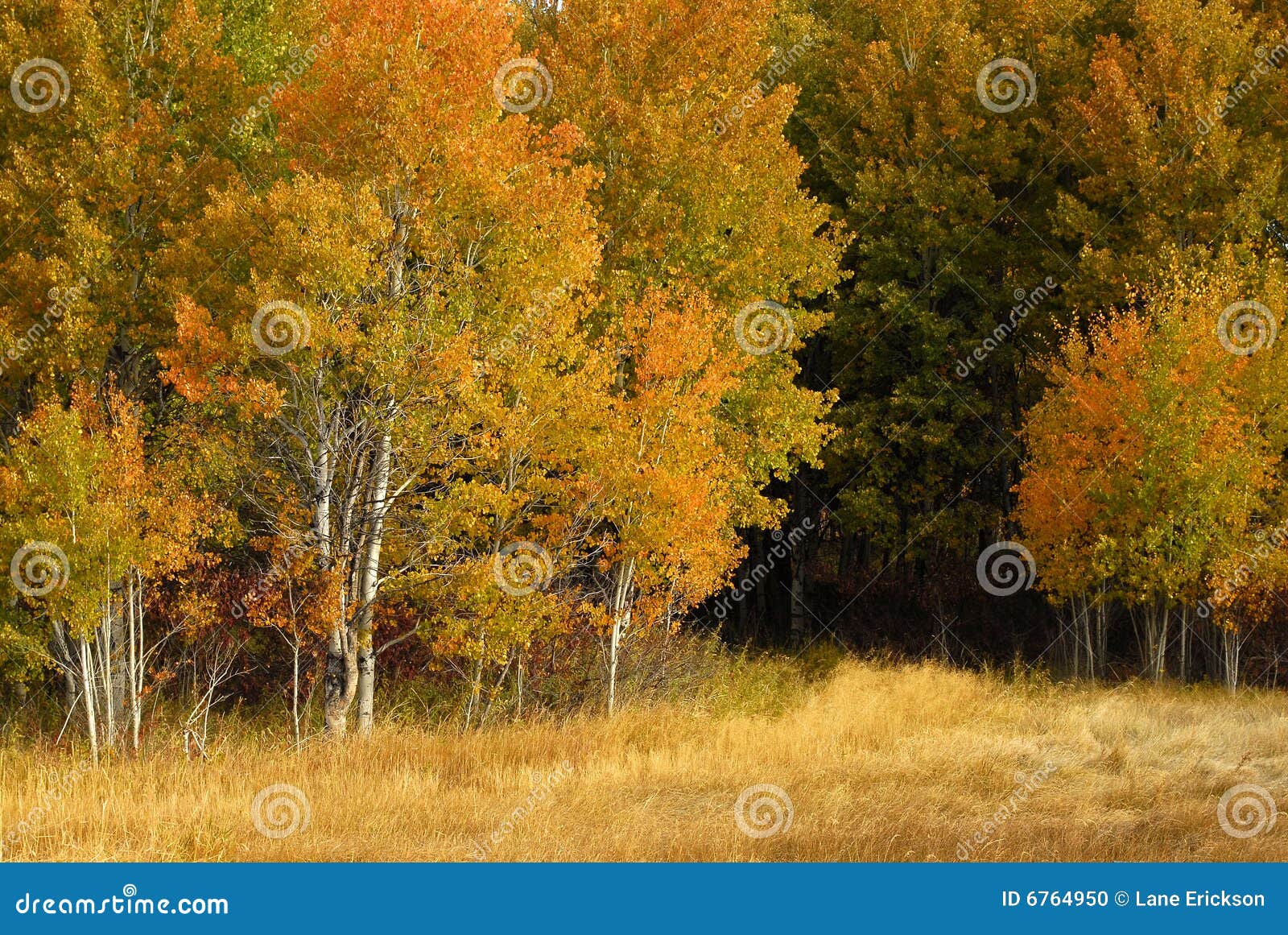 Fall Birch Trees stock photo. Image of green, leaves, forrest - 6764950