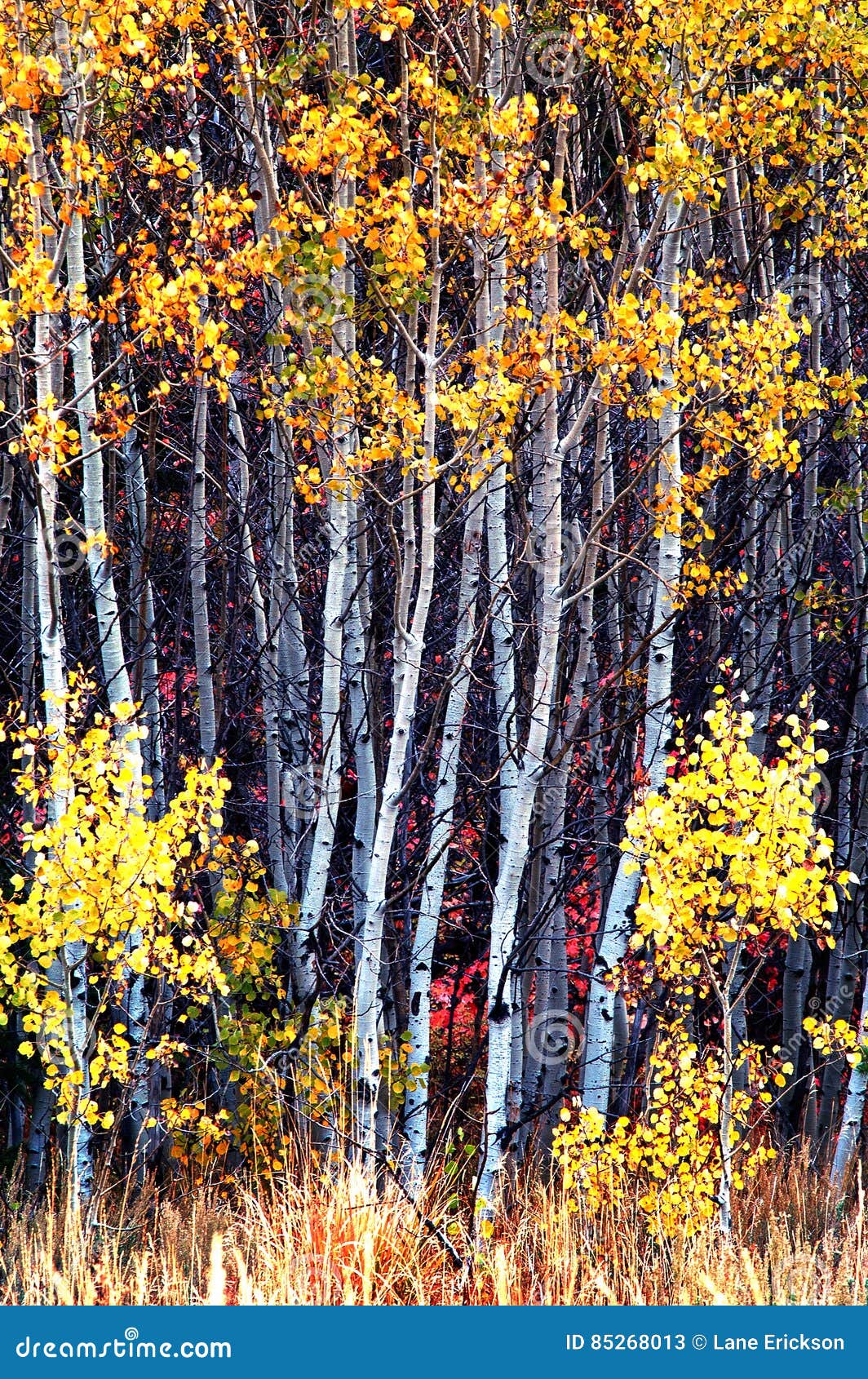 Fall Birch Trees with Autumn Leaves in Background Stock Image - Image ...