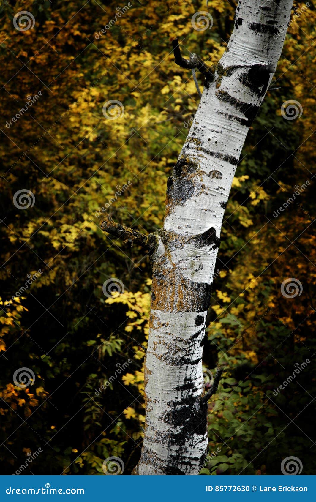 Fall Birch Trees with Autumn Leaves in Background Stock Photo - Image ...