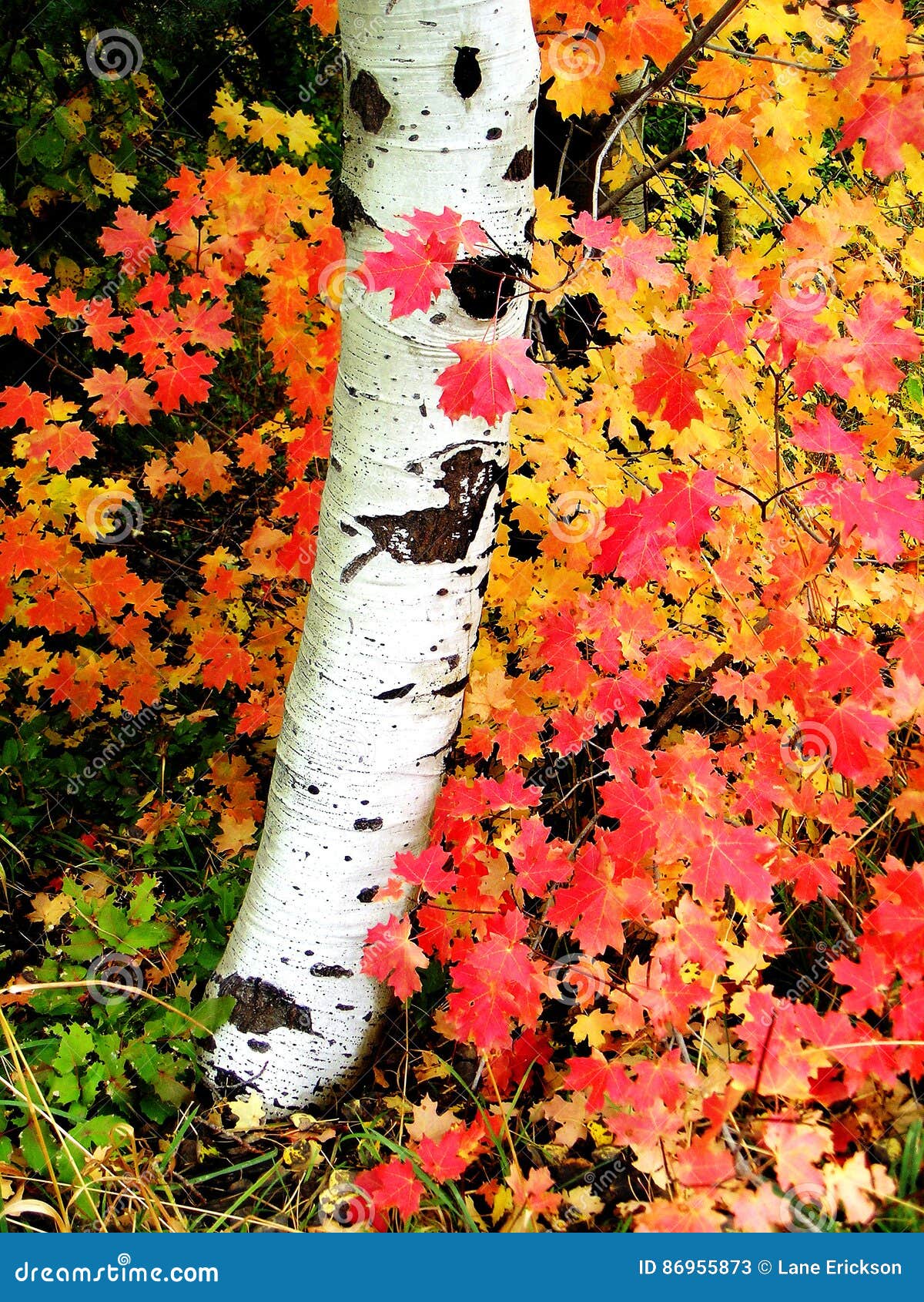 Fall Birch Trees with Autumn Leaves in Background Stock Image - Image ...
