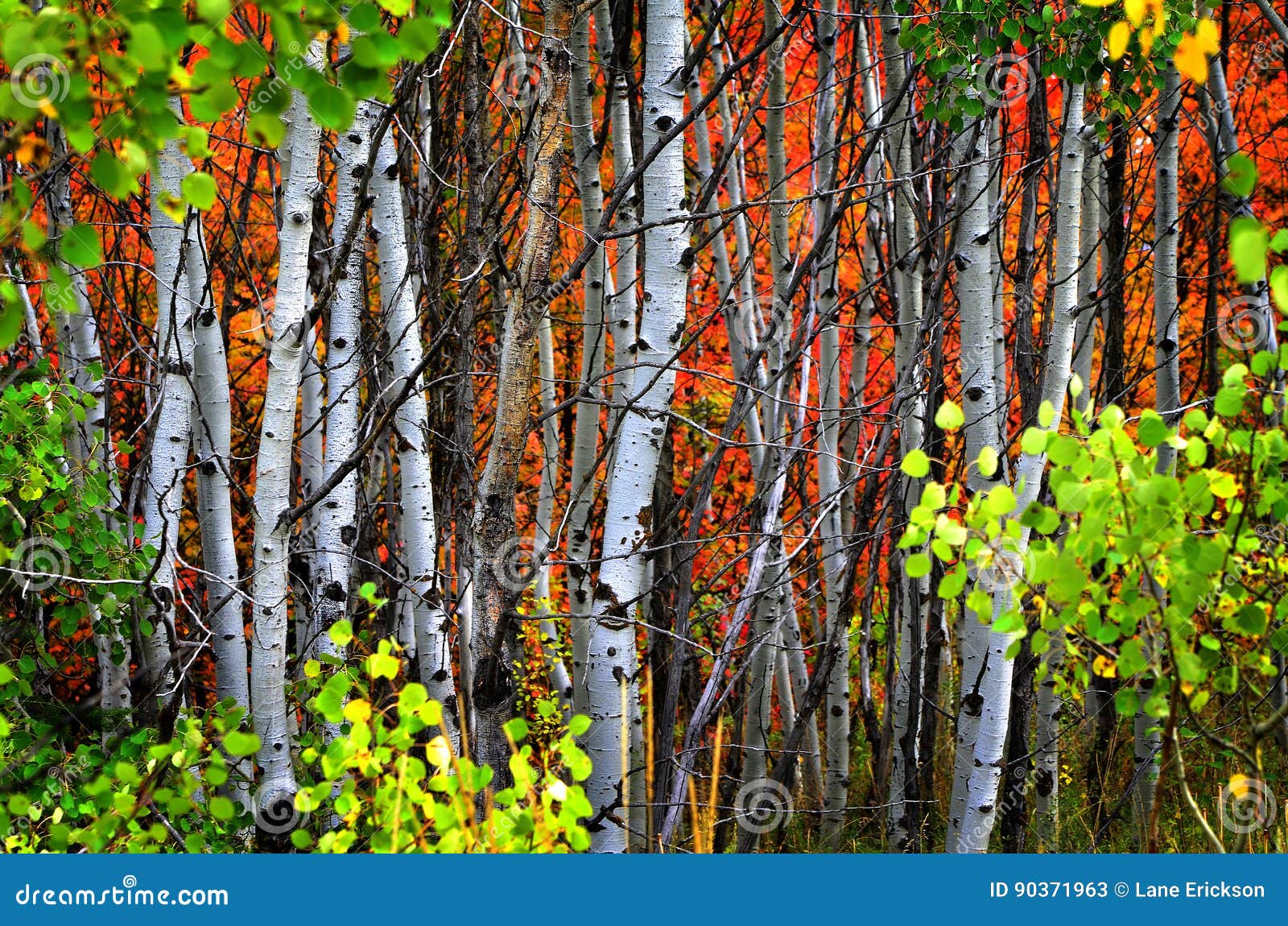 Fall Birch Trees with Golden Leaves Stock Image - Image of bark ...
