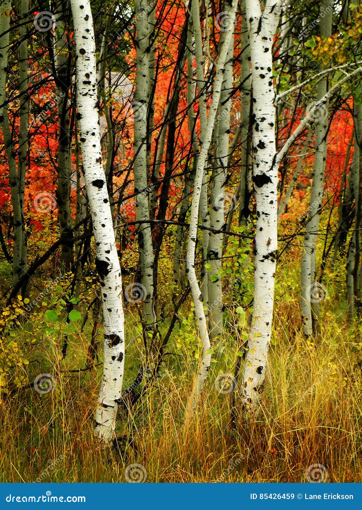 Fall Birch Trees with Maple Trees in Background Stock Image - Image of ...