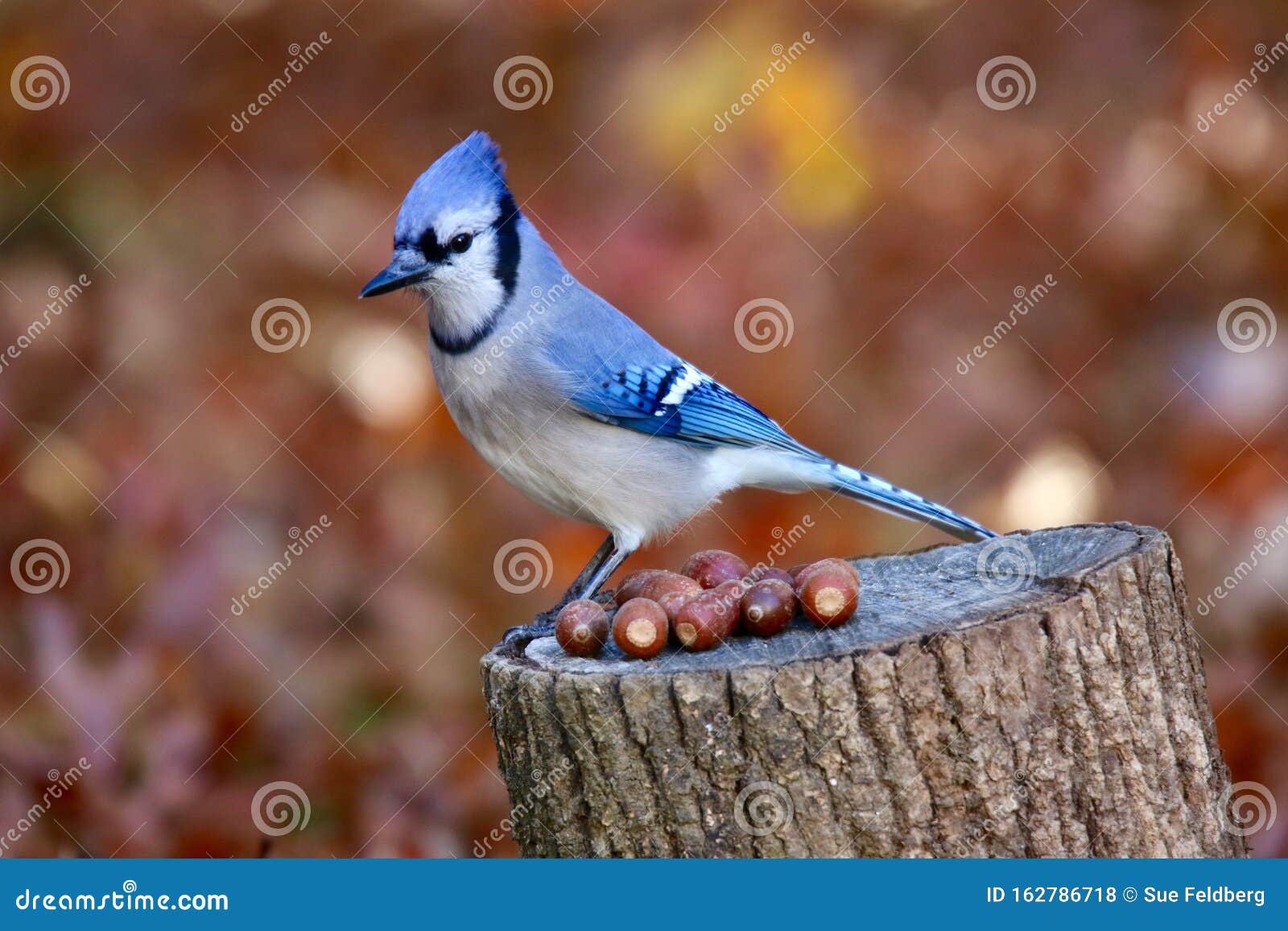 Fall Blue Jay Perching stock photo. Image of autumnal - 162786718