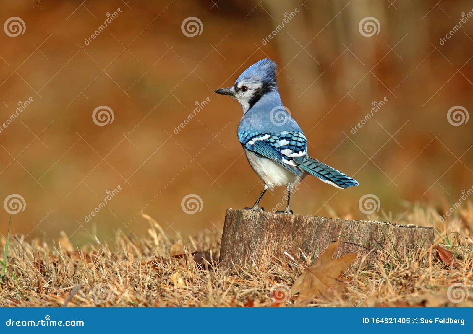 Fall Blue Jay Perching stock image. Image of autumn - 164821405