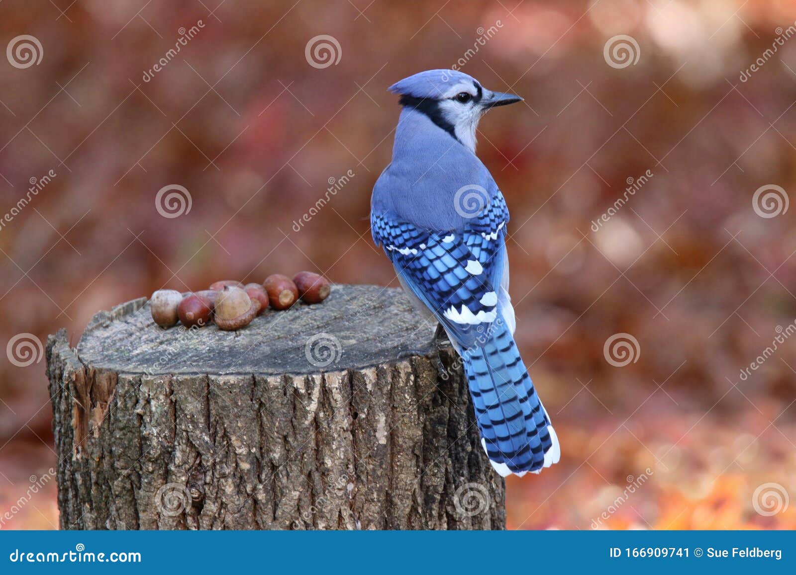 Blue Jay On A Stump Stock Photo | CartoonDealer.com #18471234