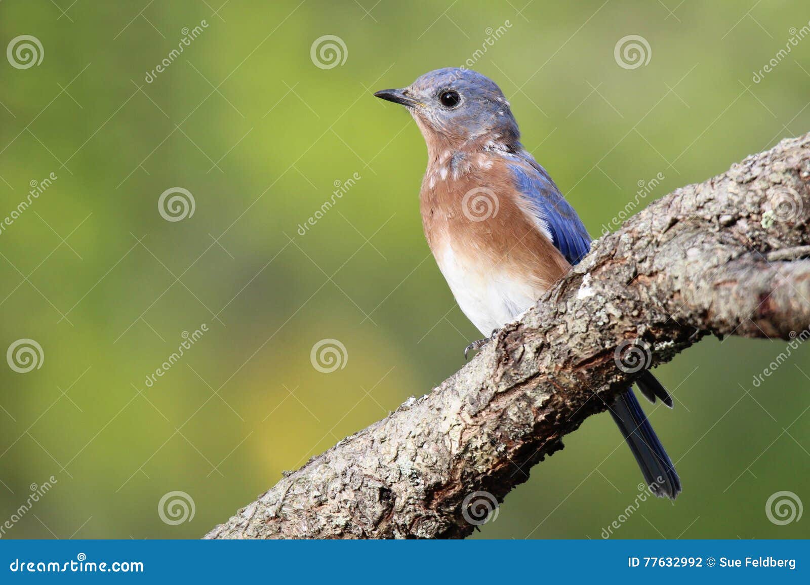 Fall Bluebird stock photo. Image of eastern, rusty, bird - 77632992