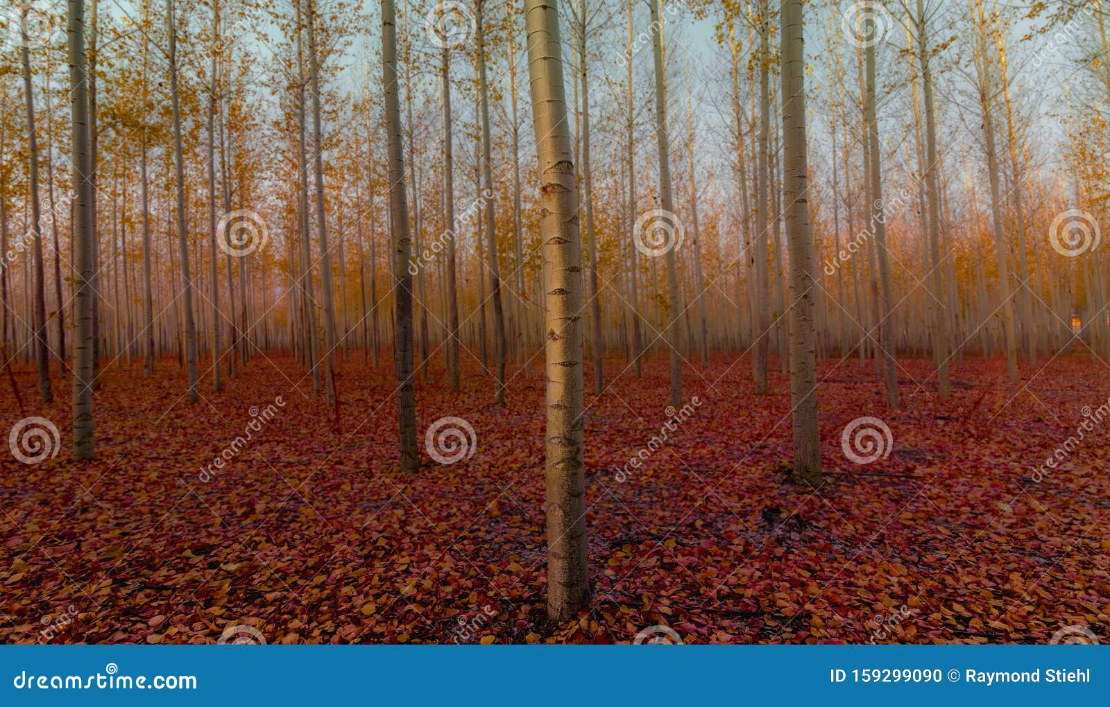 Fall at Boardman Tree Farm stock photo. Image of chill - 159299090