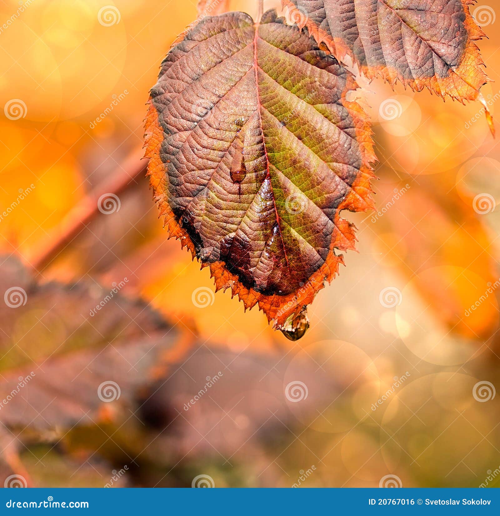 Fall bokeh stock photo. Image of scene, plant, fall, beauty - 20767016
