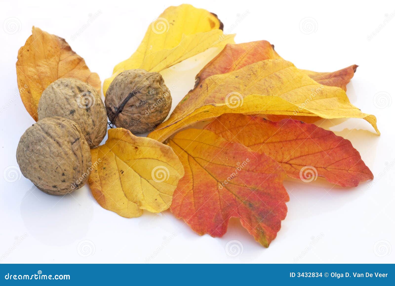 Fall Bounty Nuts and Leaves Stock Photo - Image of isolated, parrotia ...