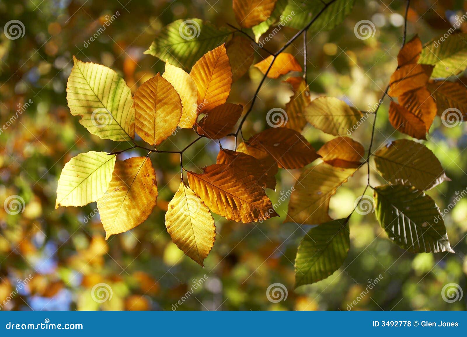 Fall branch stock photo. Image of brown, colorful, foliage - 3492778