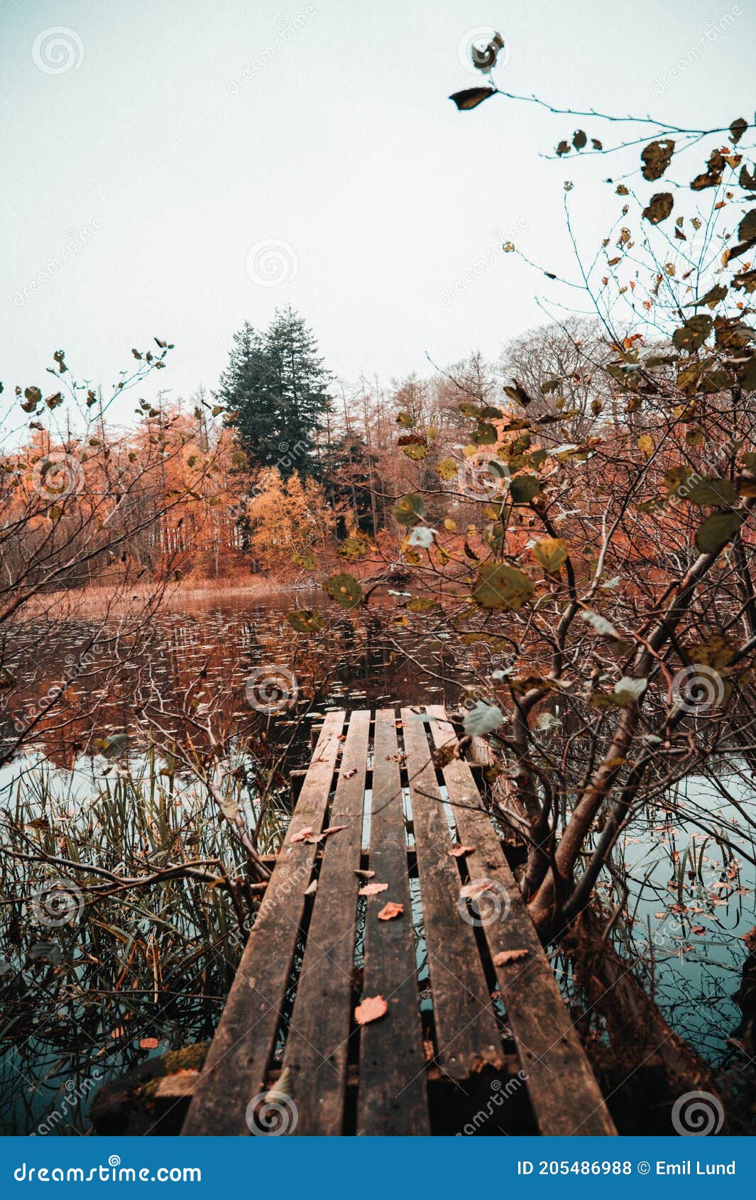 Fall bridge over lake stock photo. Image of lake, fall - 205486988