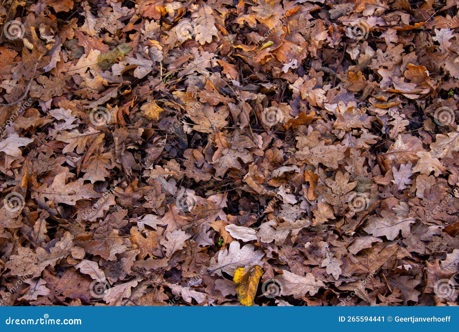Fall brown leaves stock image. Image of leaves, soil - 265594441
