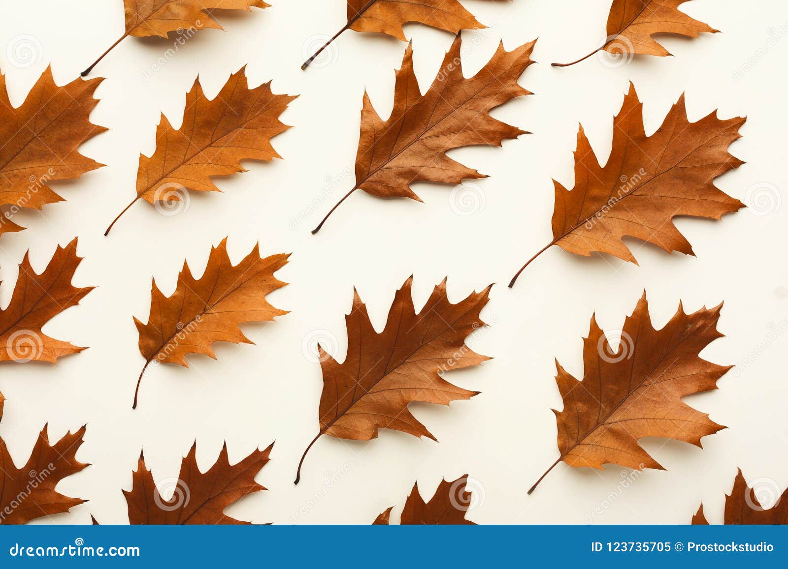 Fall Brown Leaves Pattern Isolated on White Background Stock Image ...