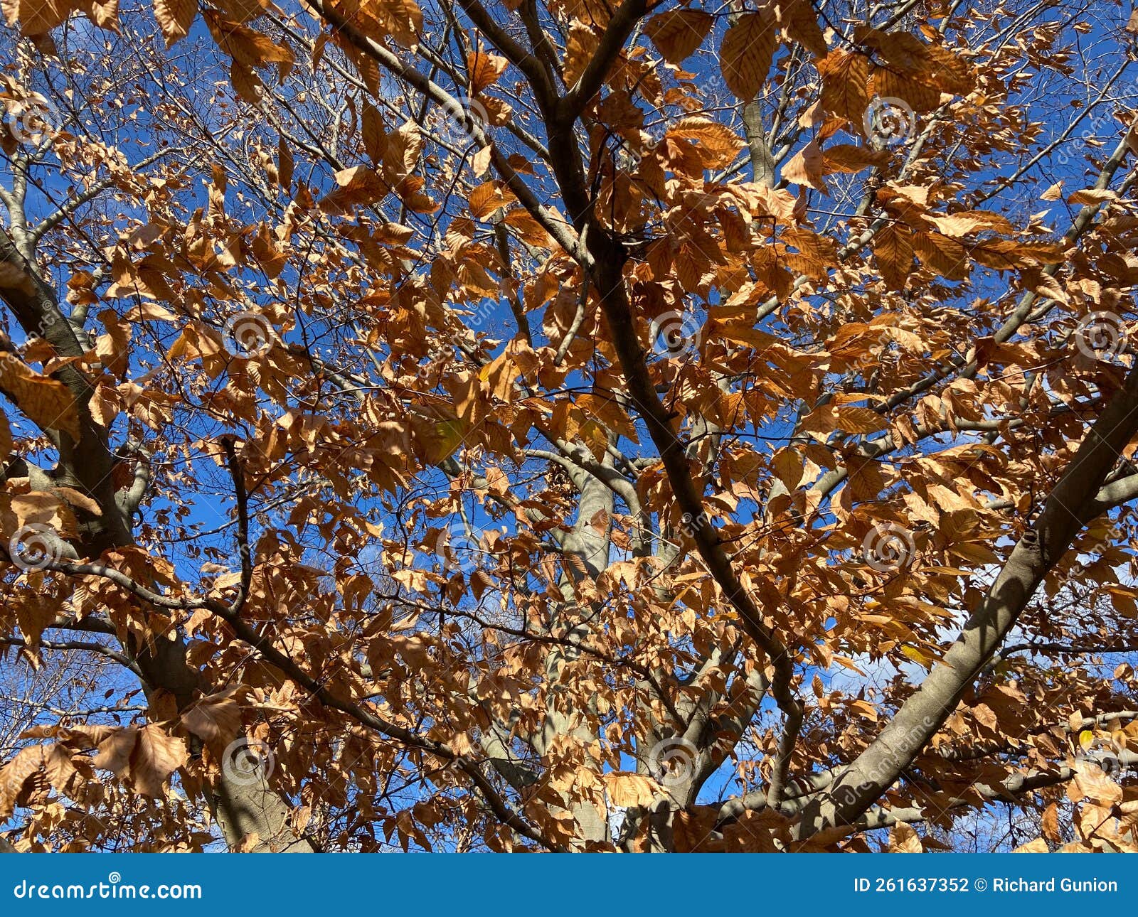 Fall Brown Leaves and Tree with Blue Sky in November Stock Photo ...