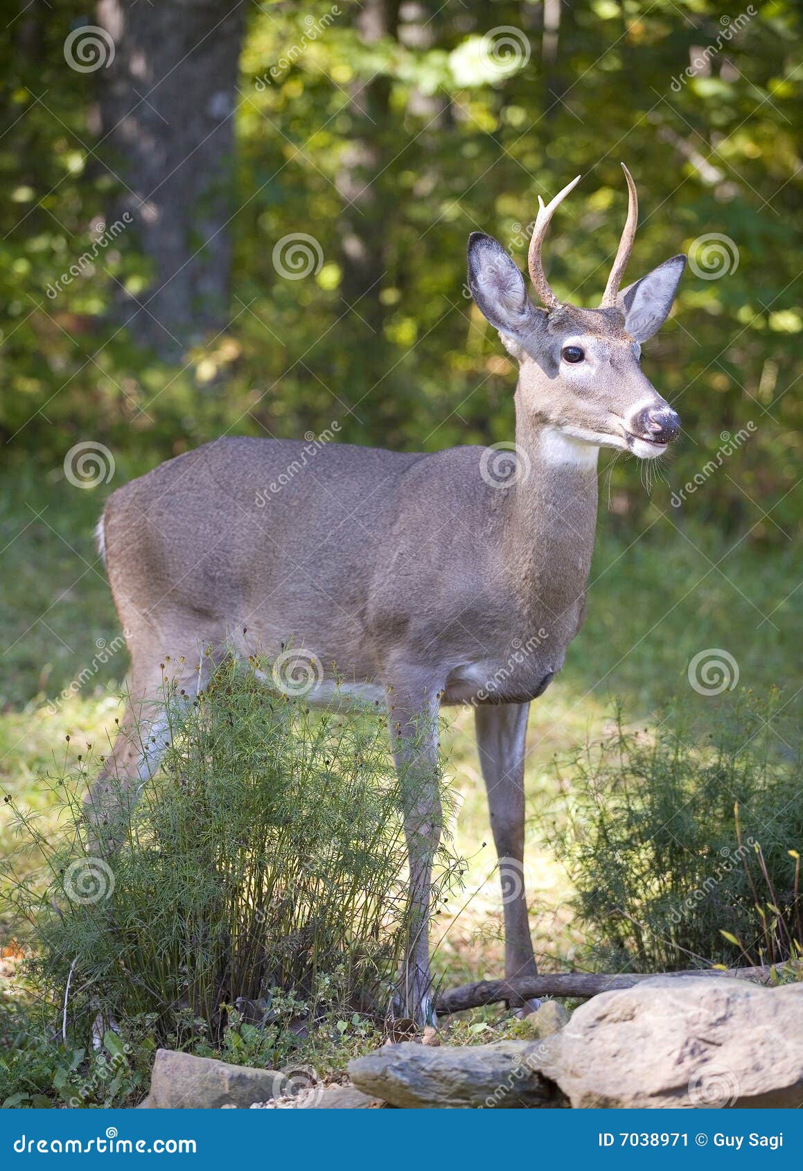 Fall buck stock image. Image of buck, antlers, hide, male - 7038971