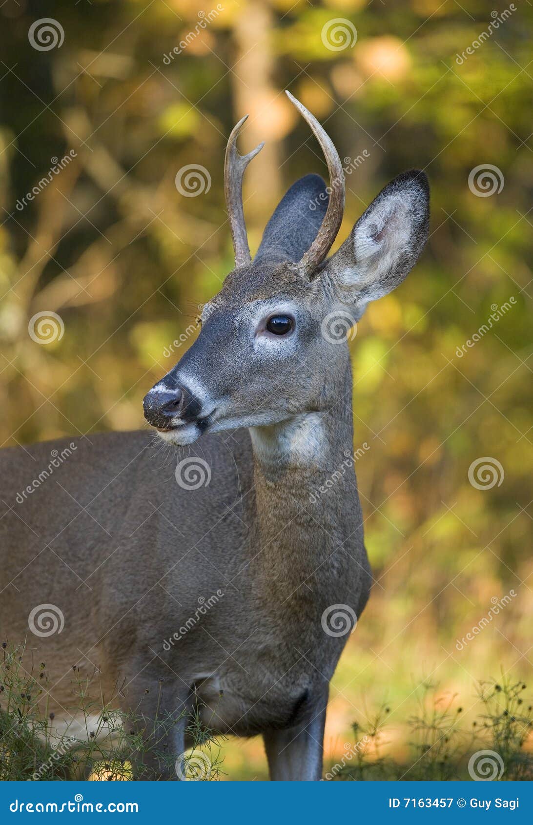 Fall buck stock image. Image of animal, horns, forest - 7163457