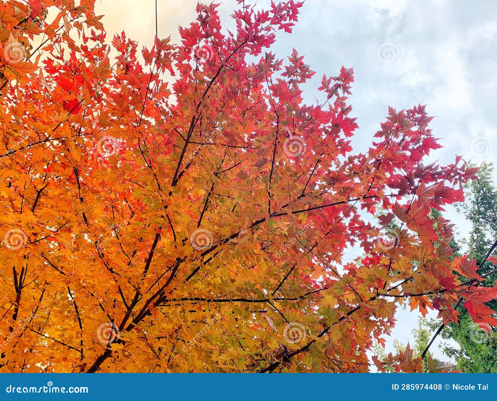 Fall Burst stock photo. Image of maple, shrub, produce - 285974408