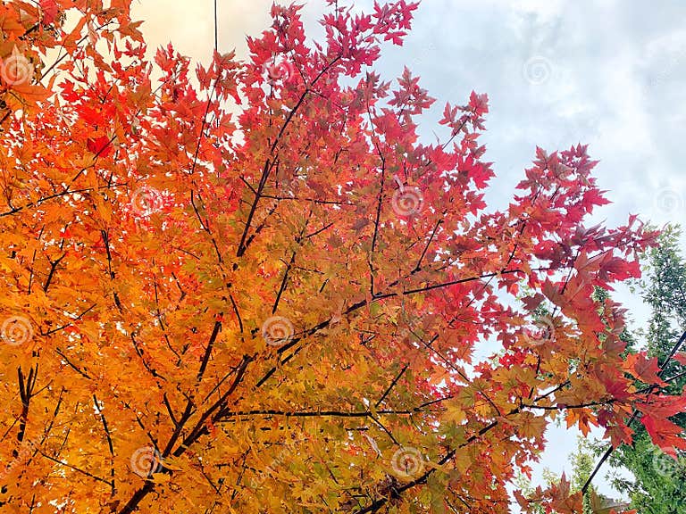 Fall Burst stock photo. Image of maple, shrub, produce - 285974408