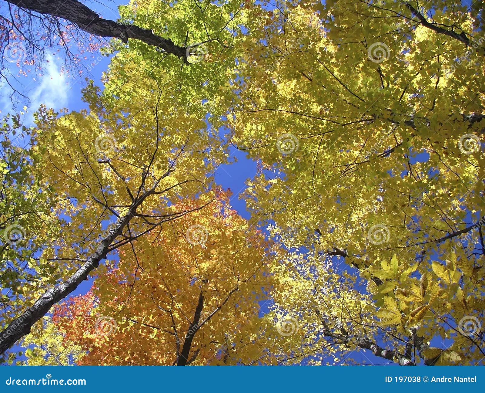 Fall canopy stock photo. Image of fall, forest, tree, canada - 197038