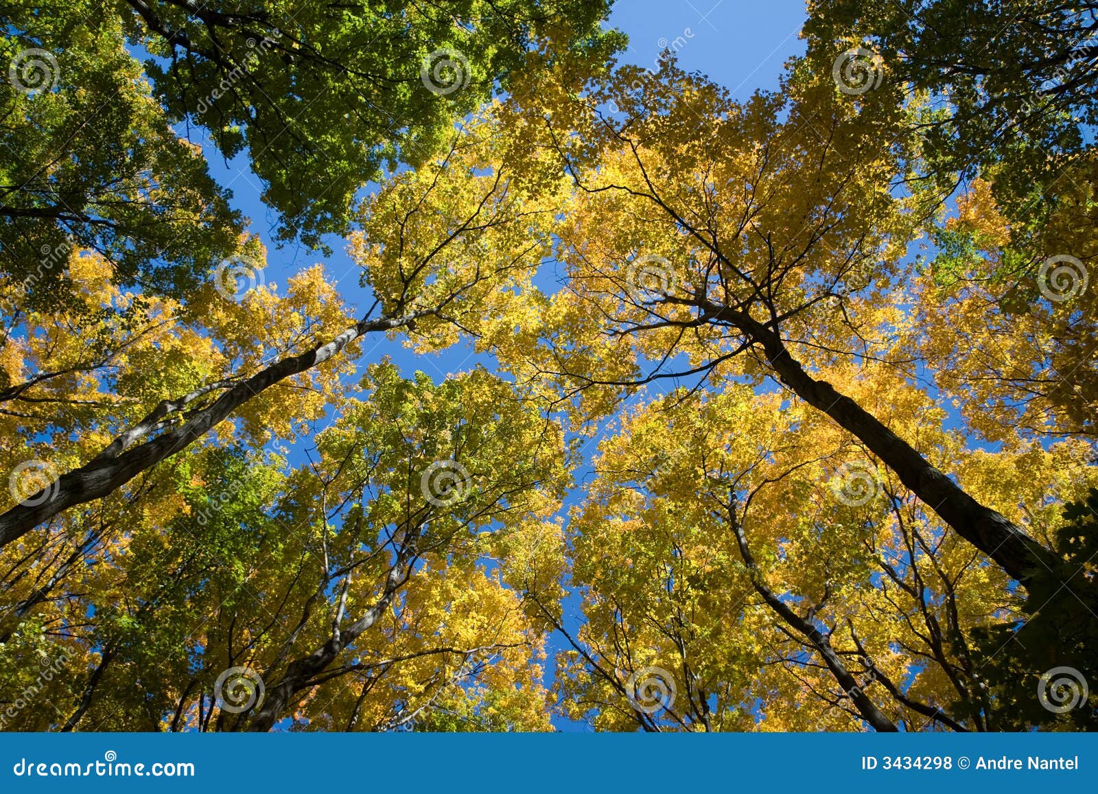 Fall Canopy stock photo. Image of autumn, nature, fall - 3434298