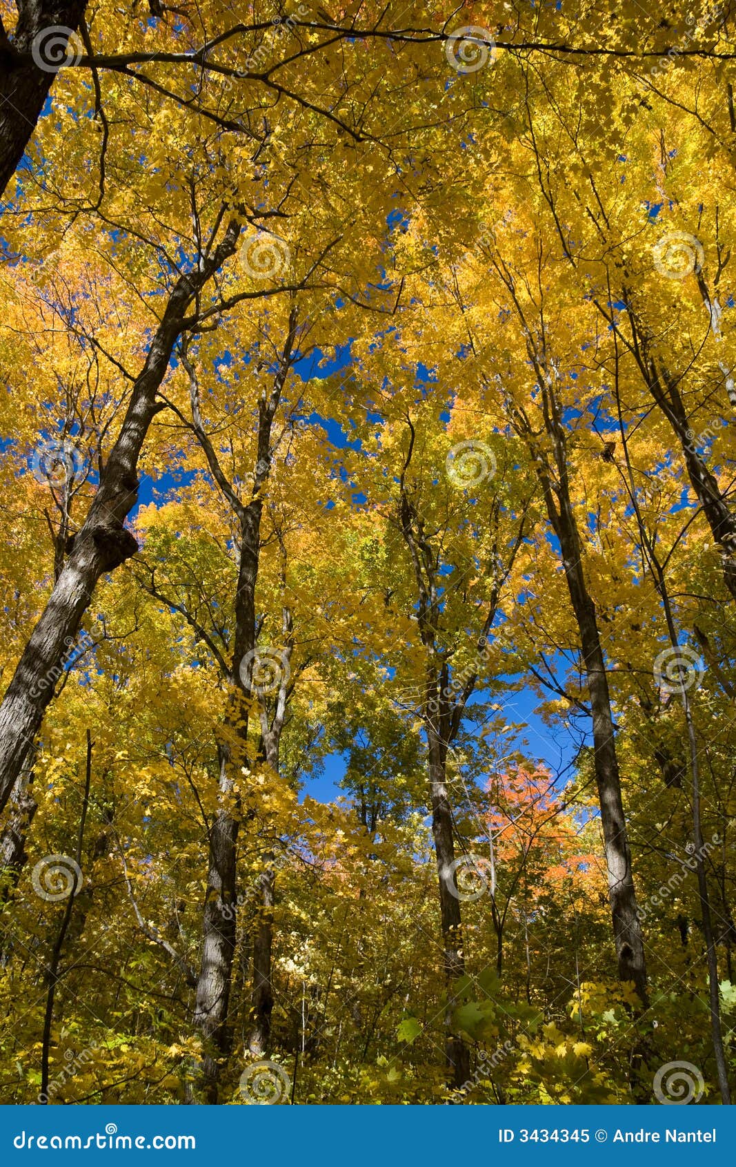 Fall Canopy stock image. Image of park, forest, trees - 3434345