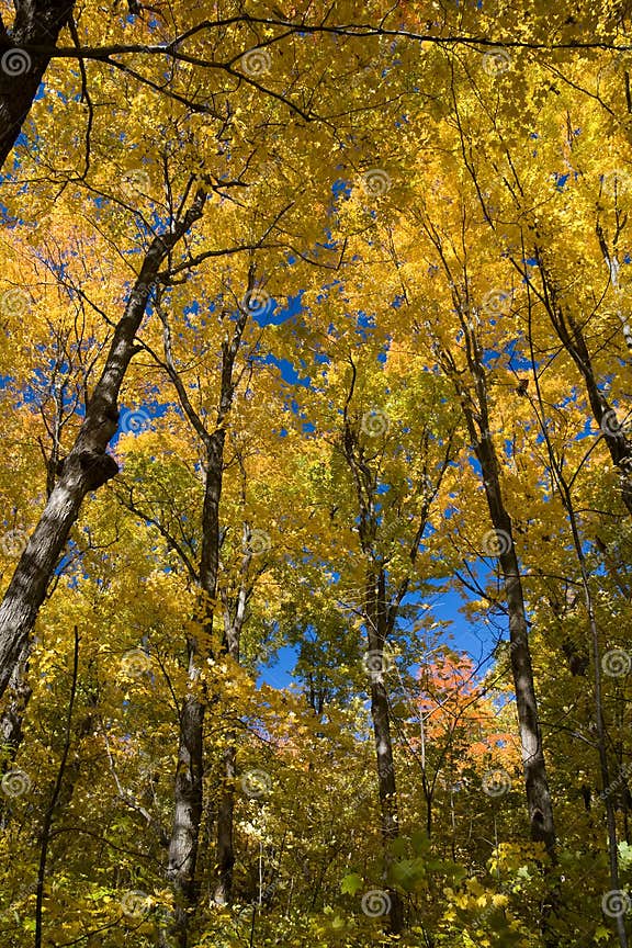 Fall Canopy stock image. Image of park, forest, trees - 3434345