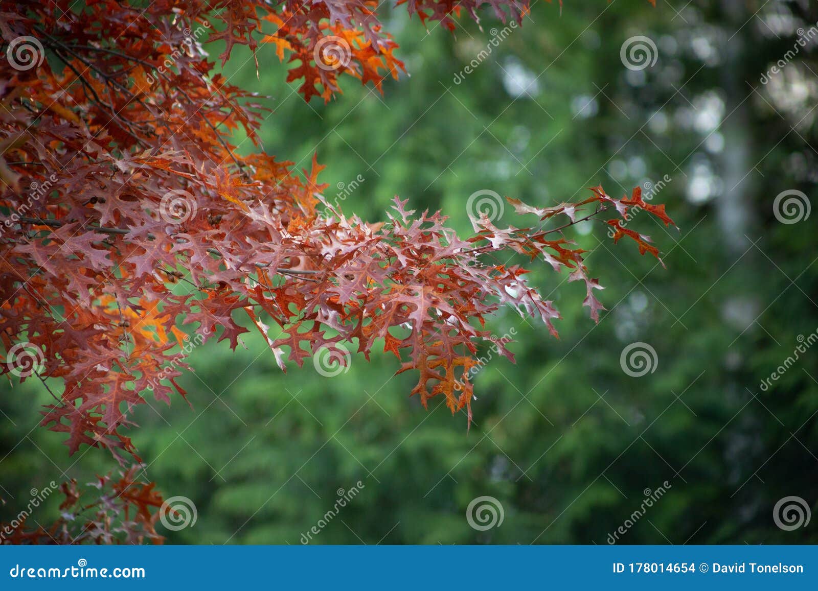 Fall canopy - oak stock photo. Image of explore, fall - 178014654