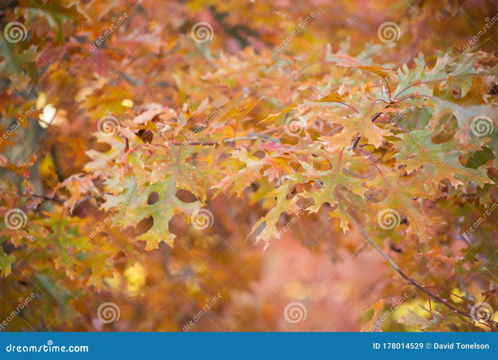 Fall canopy - oak stock image. Image of haze, colored - 178014529