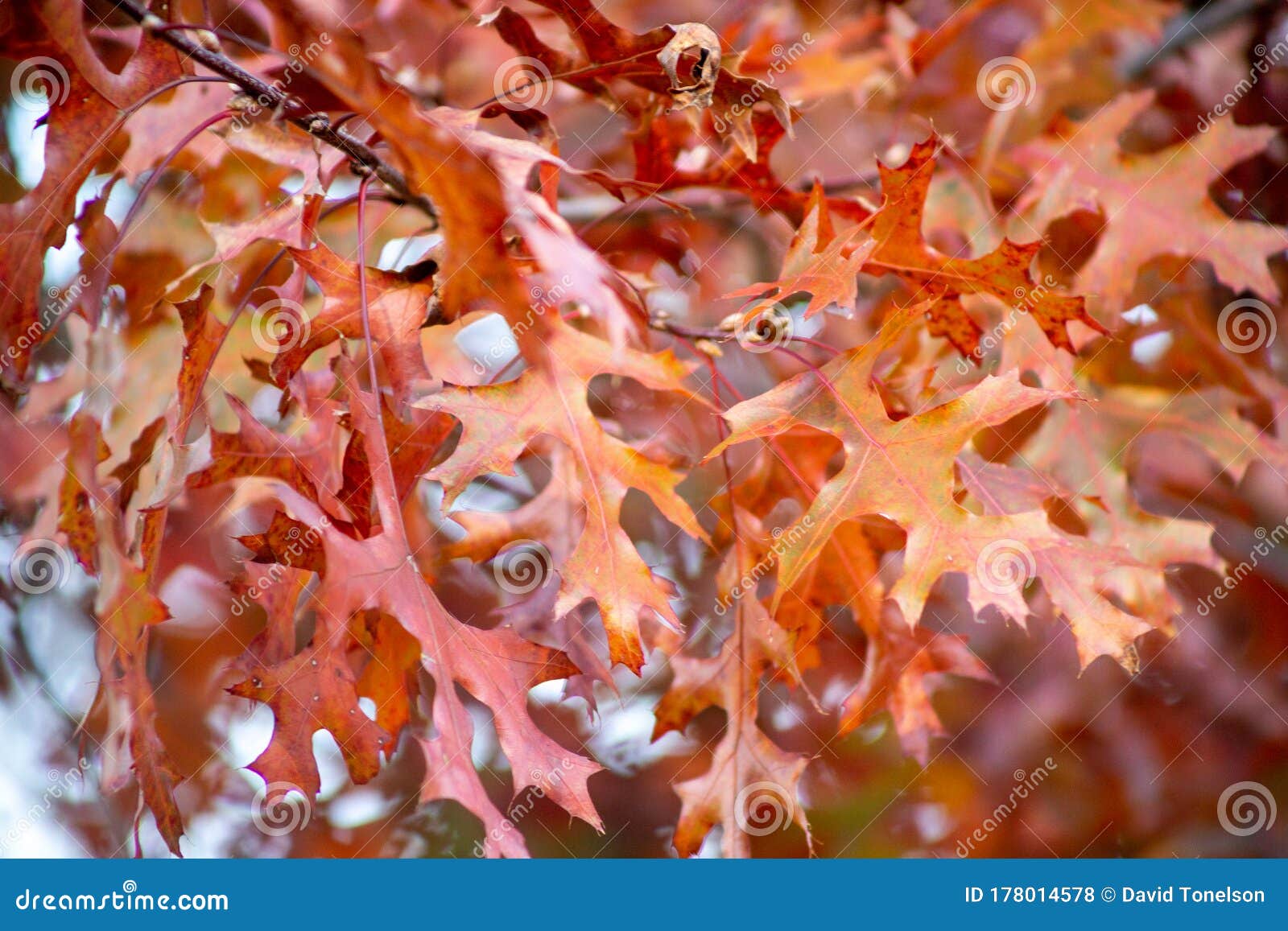 Fall canopy - oak stock photo. Image of hiking, aspen - 178014578
