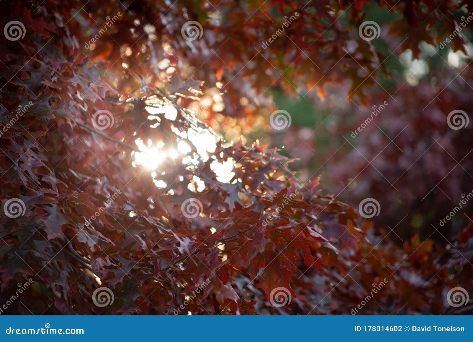 Fall canopy - oak stock photo. Image of birch, canopy - 178014602