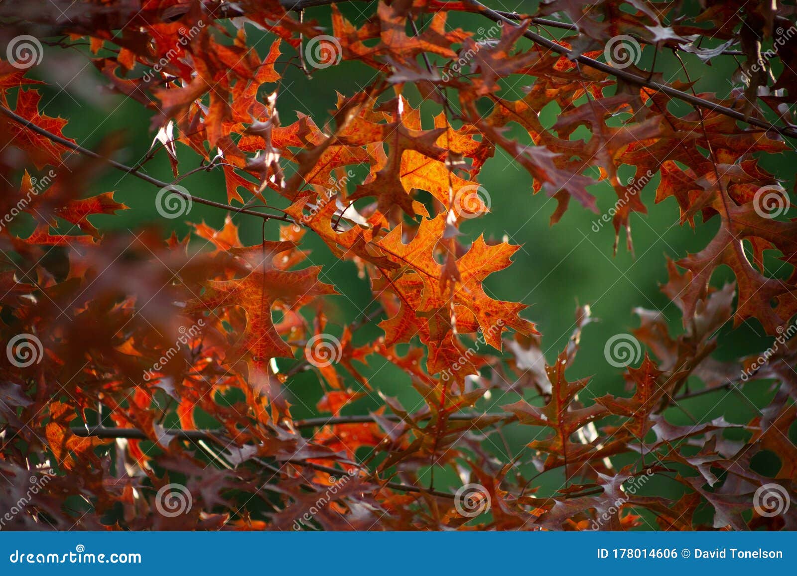 Fall canopy - oak stock photo. Image of outdoors, aspen - 178014606