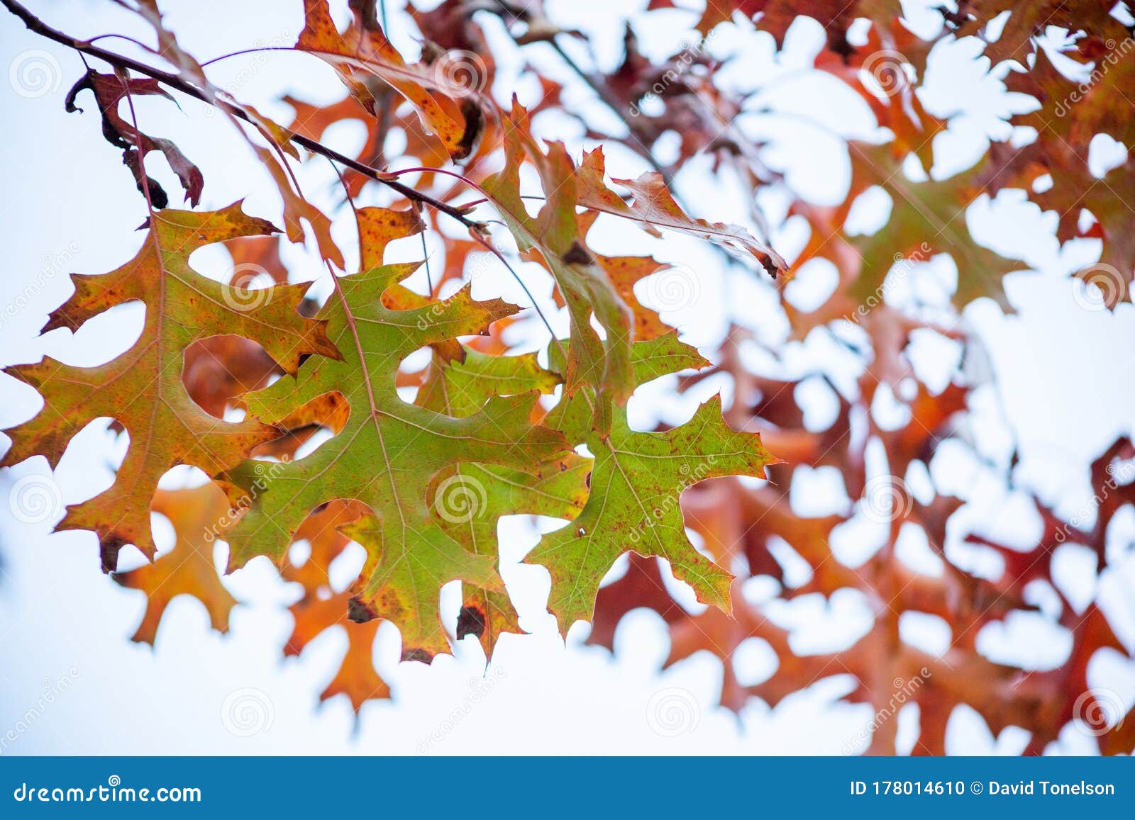 Fall canopy - oak stock photo. Image of branch, neighborhood - 178014610